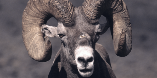 Dwarf Ram Mount 40 lvl | WoW Classic Boosting Service